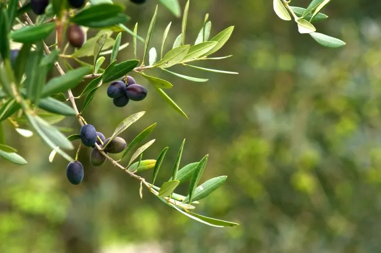 🌿 Where to Plant an Olive Tree in the Garden? When and How? 🌿 – Plants ...