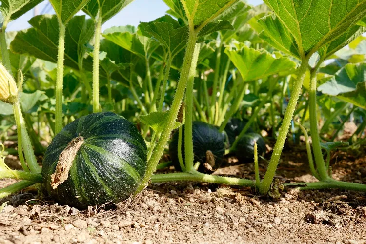 🌱 When and How to Plant Squash: Sowing, Care & Harvesting – Plants and ...