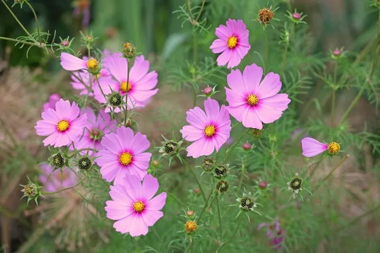 🌸 How to Grow Cosmos Seeds: Tips & Special Care – Plants and Garden Tips