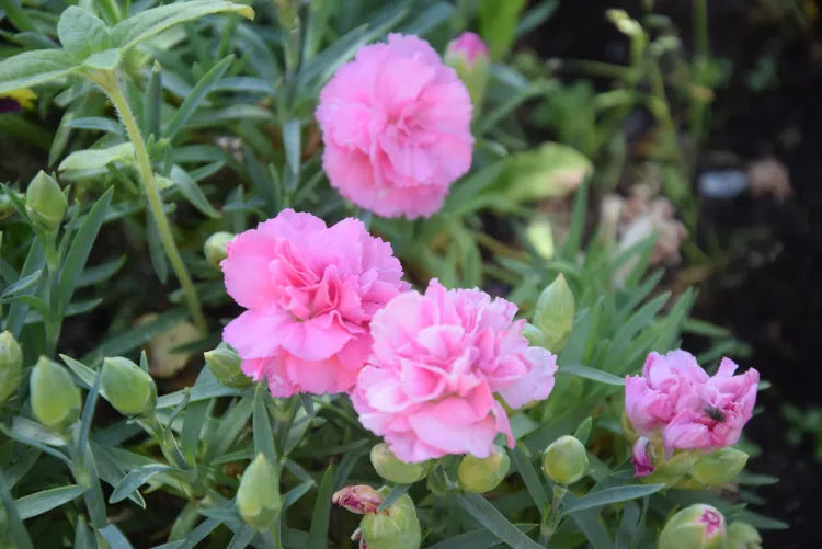 How to Make the Scented Carnation Bloom: Everything You Need to Know! 🌸 ...