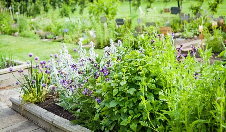10 Plants with Fragrant Leaves for a Perfumed Garden 🌿 – Plants and ...