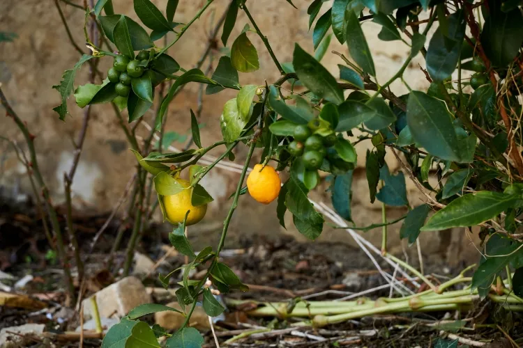 April Lemon Tree Care: Essential Steps for a Healthy Citrus Tree 🍋🌿 ...