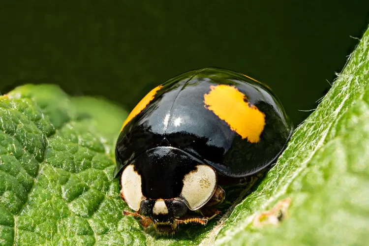 How to Get Rid of Asian Ladybugs: Everything You Need to Know 🐞 ...