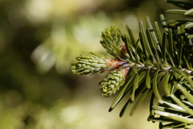 🌿 How to Plant a Balsam Fir and Bring Freshness to Your Garden – Plants ...