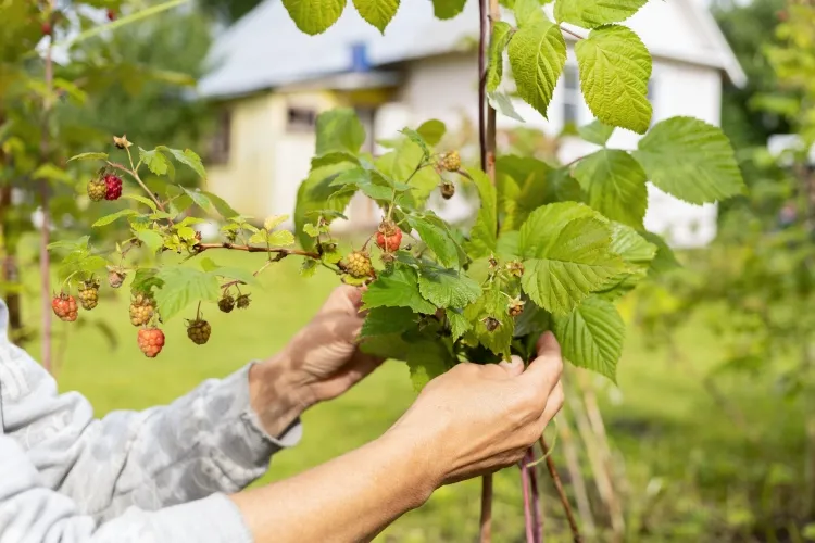 How to Train Raspberry Plants: The Importance of Support & Trellising 🍇 ...