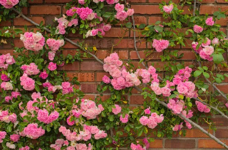 How to Rejuvenate an Old Rose Bush and Make It Bloom Abundantly 🌹 ...